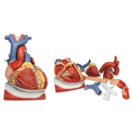 Anatomisk modell av hjerte 3:1, med diafragma, ti deler | Hjertestarteren