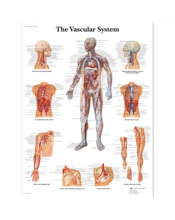 Anatomisk plansje om hudkreft | Hjertestarteren